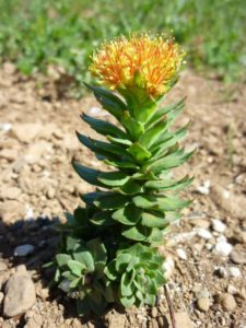 Rhodiola Growing Hints – Richo's Blog