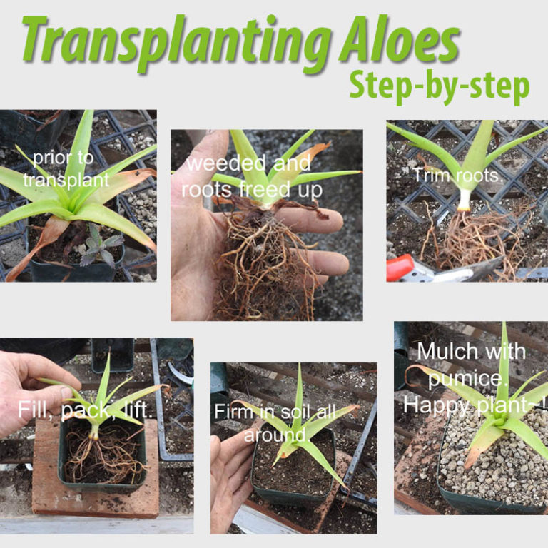 Step-by-Step Instructions on How to Transplant Aloes and Other ...