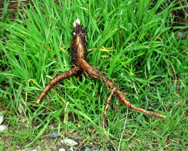 True Alkanet — The Saga – Richo's Blog