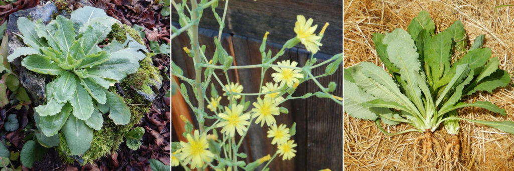 Wild Lettuce, Spontaneous Generation in the Garden of Diversity – Richo ...